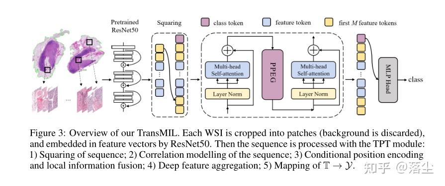 TransMIL: Transformer based Correlated MIL for WSI Classification【NeurIPS2021】 - 知乎