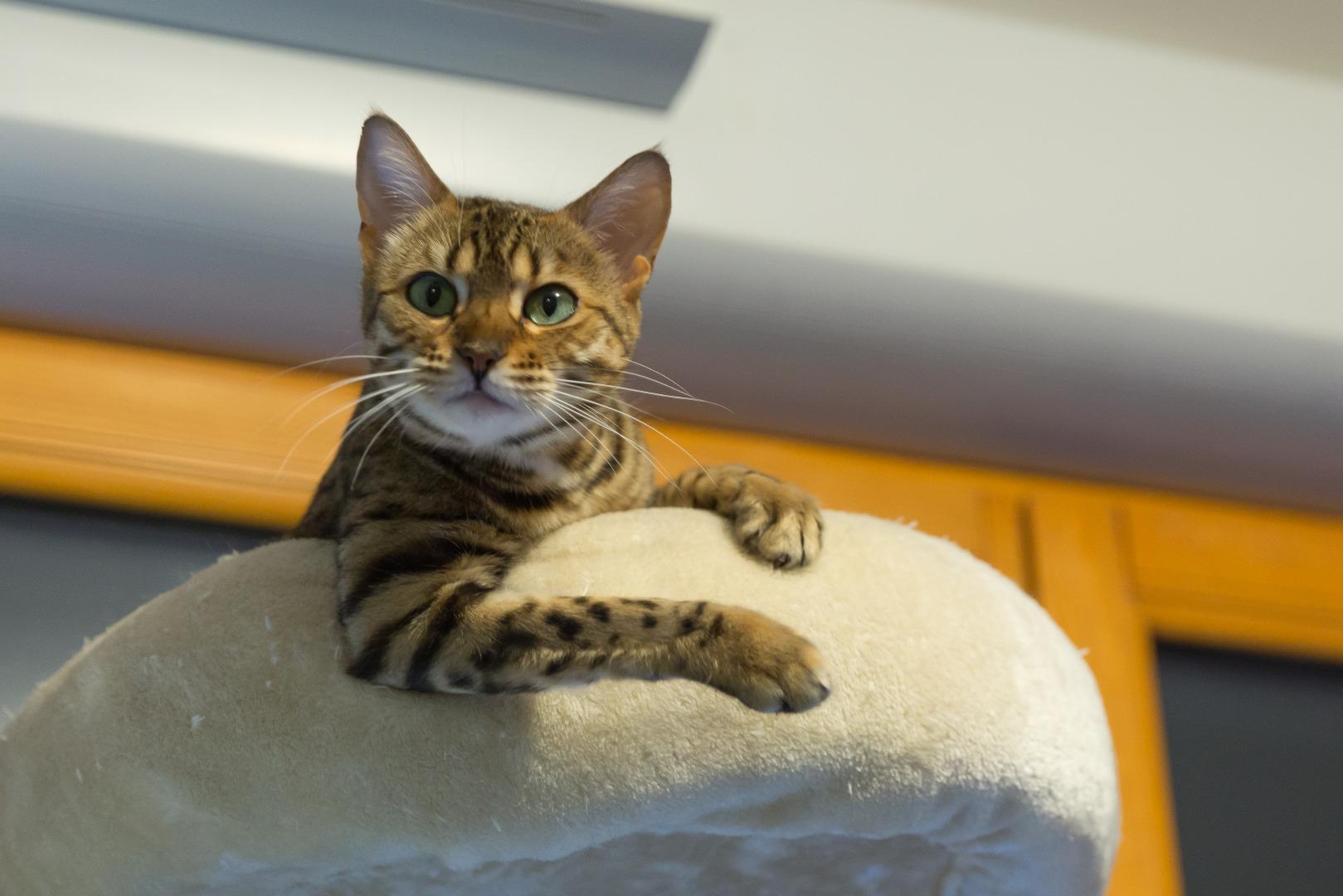 那些奇奇怪怪的编程语言 - 知乎