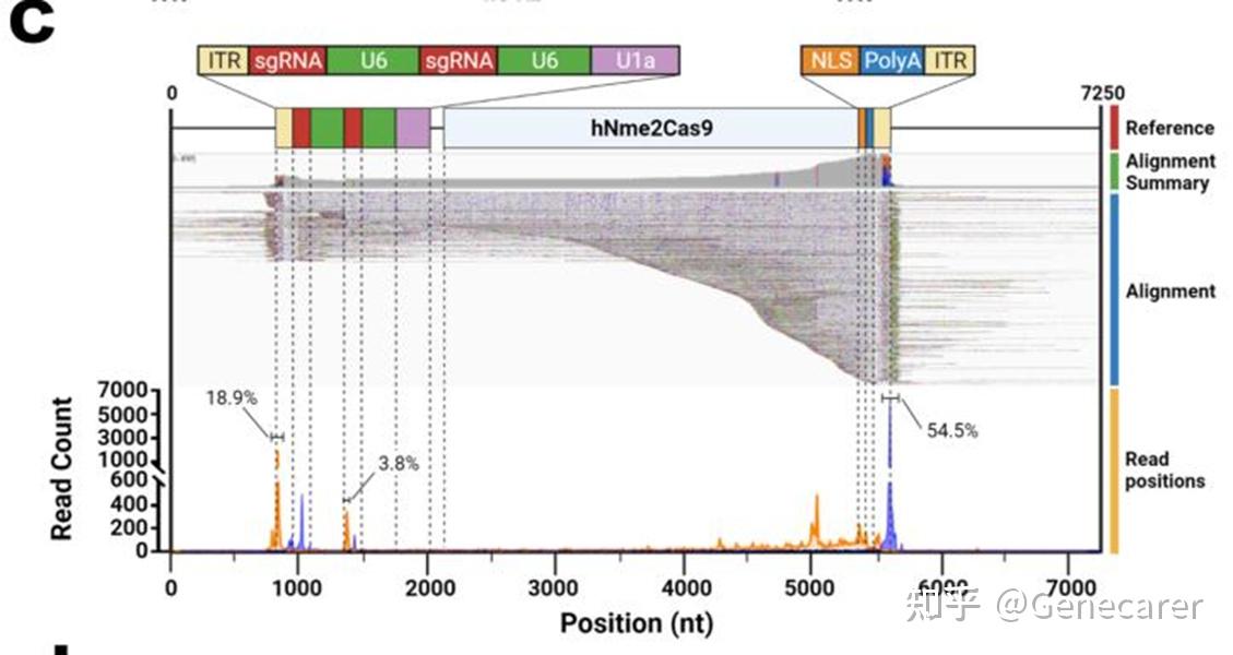 通过同源物定向修复在体内进行精确Cas9基因组编辑的自失活一体AAV载体 - 知乎