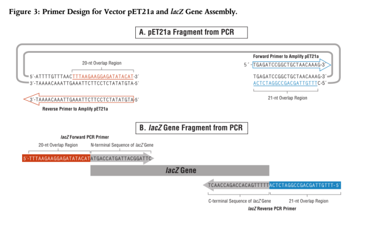 Gibson assembly/Gibson组装的具体实验步骤 - 知乎