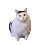 “猫meme”横扫互联网，靠的不是猫猫太可爱？而是传播学原理？！ - 知乎