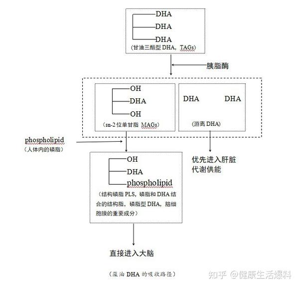 买DHA就要选sn-2的，更好吸收，真实补充才不花冤枉钱！ - 知乎