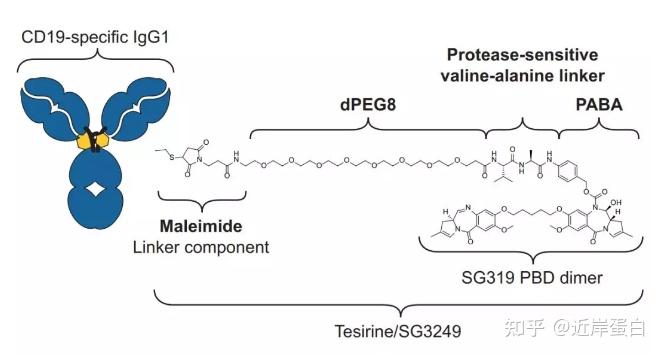 CD19靶点药物大比拼 - 知乎
