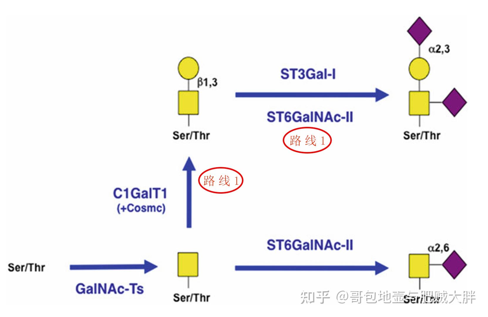 IgA肾病探秘之Gd-IgA1起源：3类糖基，4类反应，5种酶分子就是你手中的“埃兰迪尔之光”，助你看透治疗迷雾。 - 知乎
