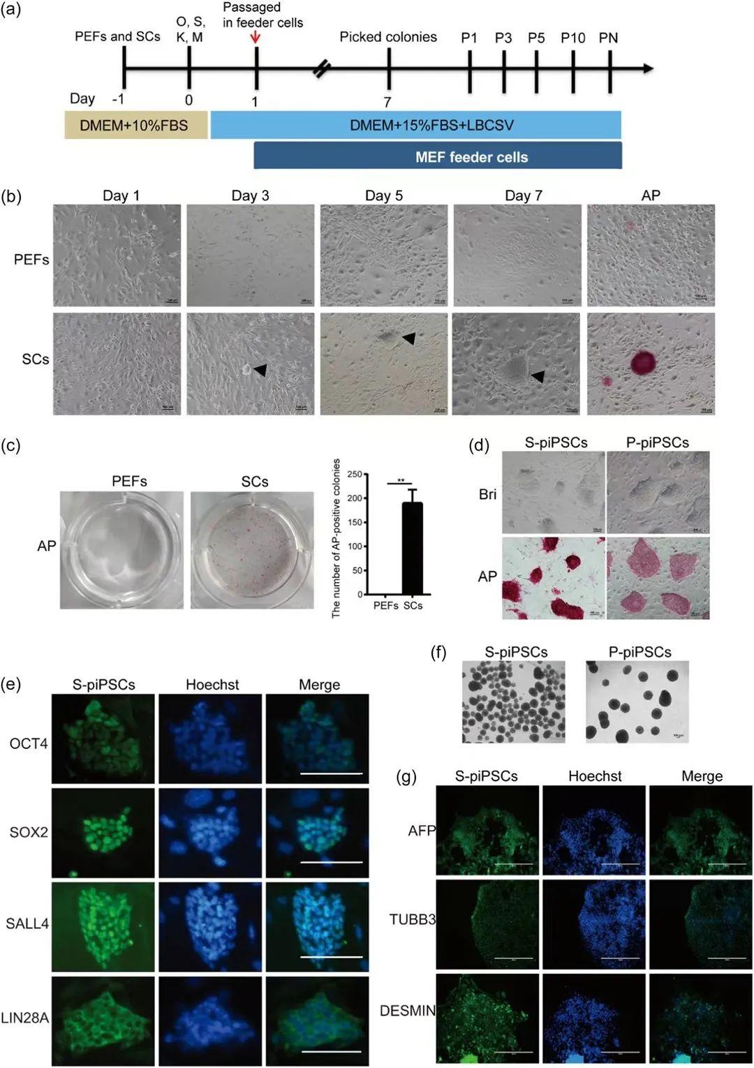 J Cell Physiol︱华进联团队建立不同细胞来源的猪iPSCs诱导体系并探讨其差异 - 知乎