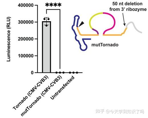 环状mRNA的高效细胞表达可延长蛋白质表达时间 - 知乎