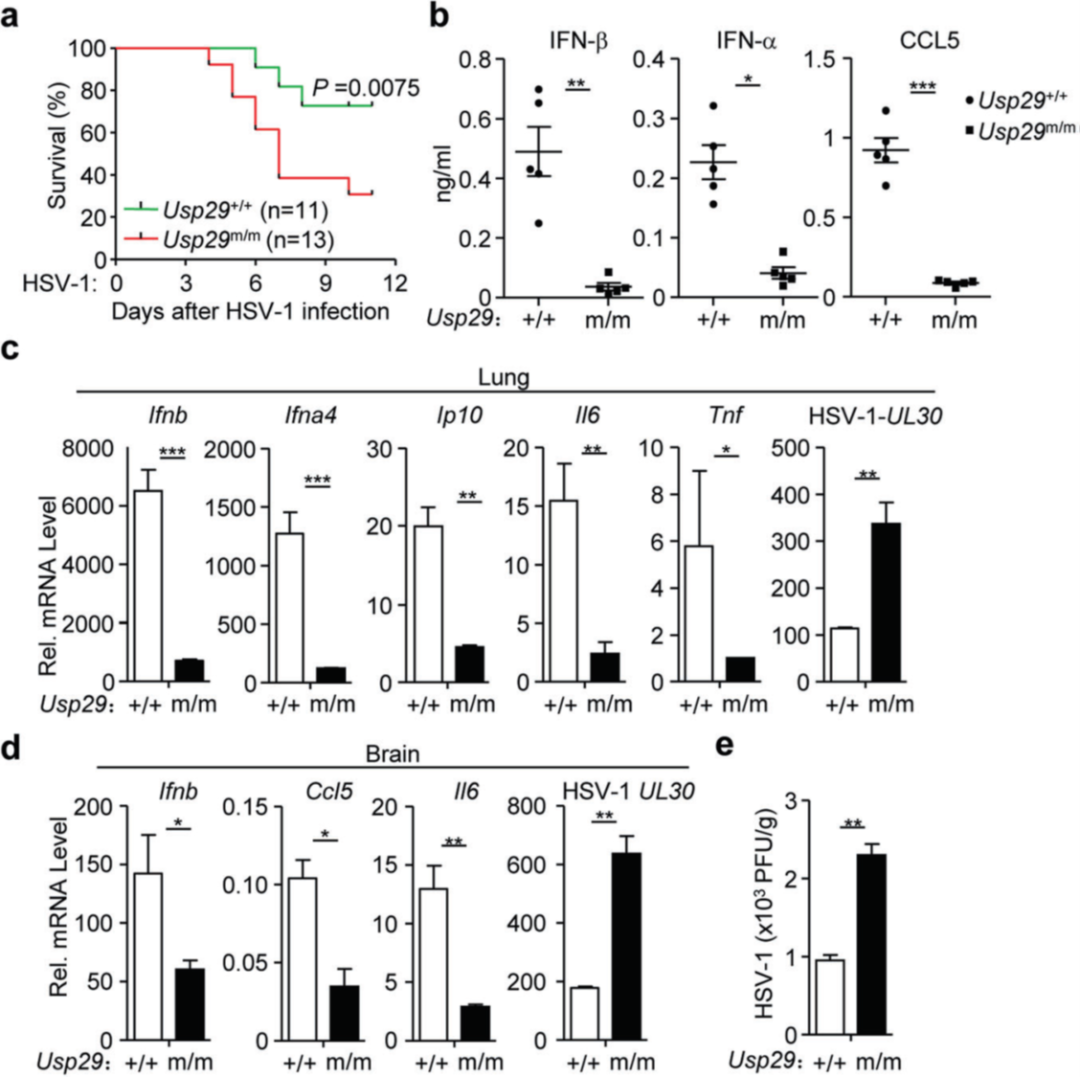 USP29维持cGAS的稳定性并促进细胞的抗病毒反应和自身免疫力 - 知乎