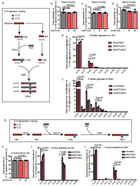 FI 16+铁死亡研究深度解读 | ACTL6A或是胃癌治疗新靶点 - 知乎