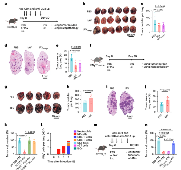 Nature Immunology丨受流感训练的粘膜驻留肺泡巨噬细胞赋予肺部长期抗肿瘤免疫力 - 知乎