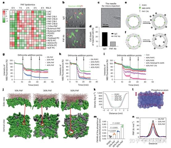 PAFAH2 抑制同步性铁死亡以改善急性肾损伤 - 知乎