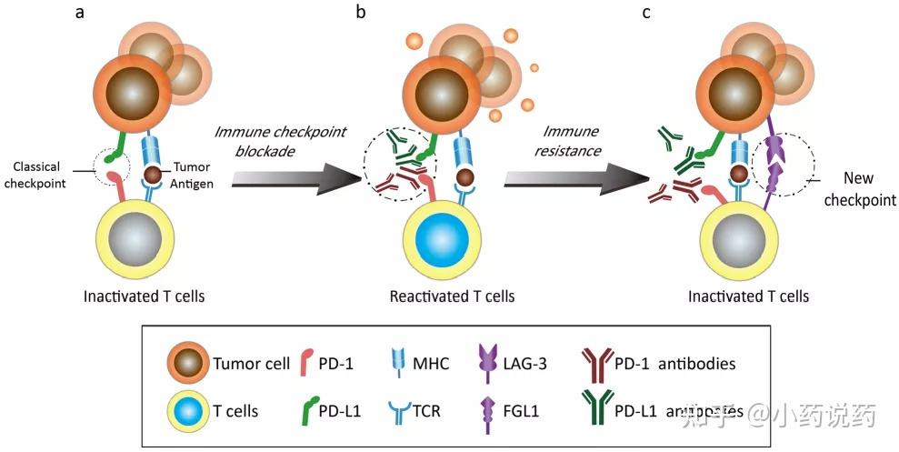 FGL1：下一个免疫检查点靶点 - 知乎