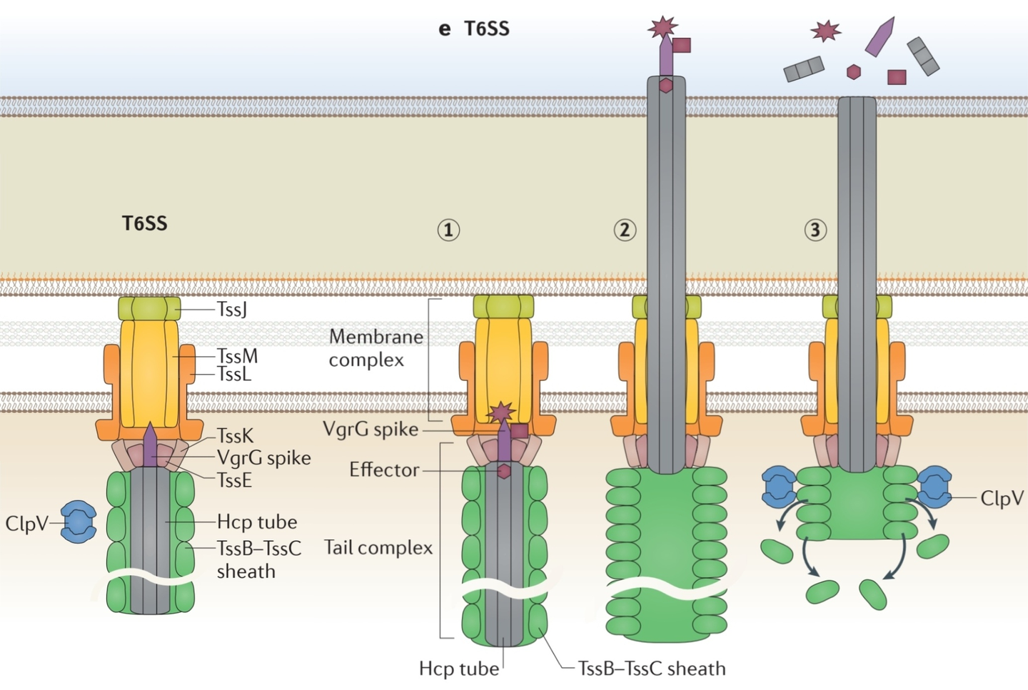 细菌的分泌系统 - 知乎
