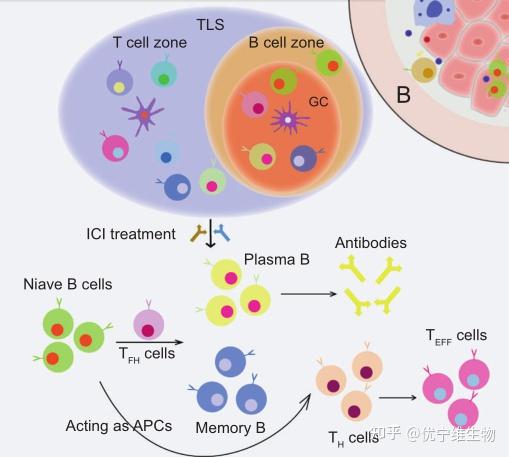 【优方案】TIL肿瘤浸润淋巴细胞——Cell Based Solution - 知乎