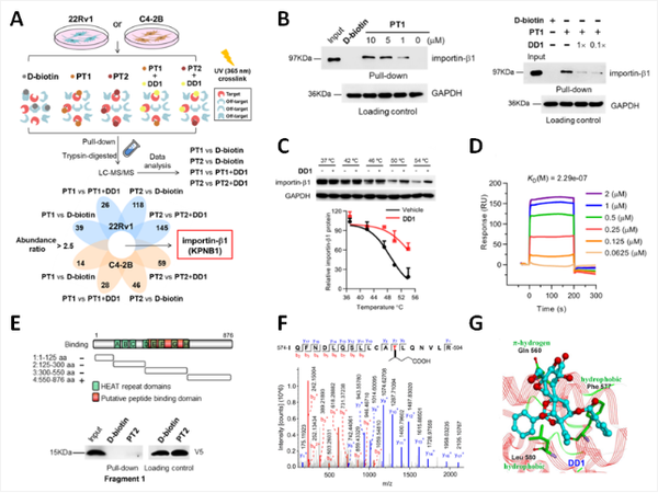 JACS | 中山大学尹胜/王军舰通过点击化学发现芫花活性成分治疗前列腺癌新靶点 - 知乎