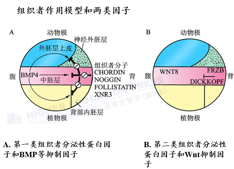 发育生物学期末复习 - 知乎