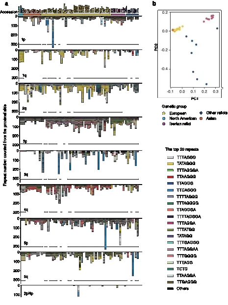 Genome Biology | 德国马普所Detlef Weigel研究组揭示拟南芥端粒重复序列多样性 - 知乎
