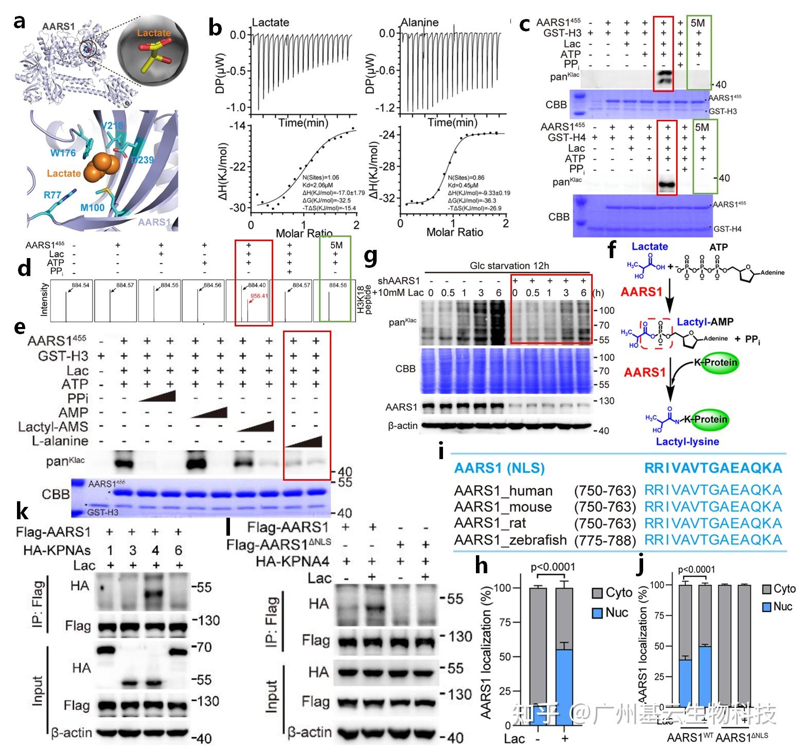 AARS1乳酸转移酶，用乳酸作为直接乳酸供体 - 知乎