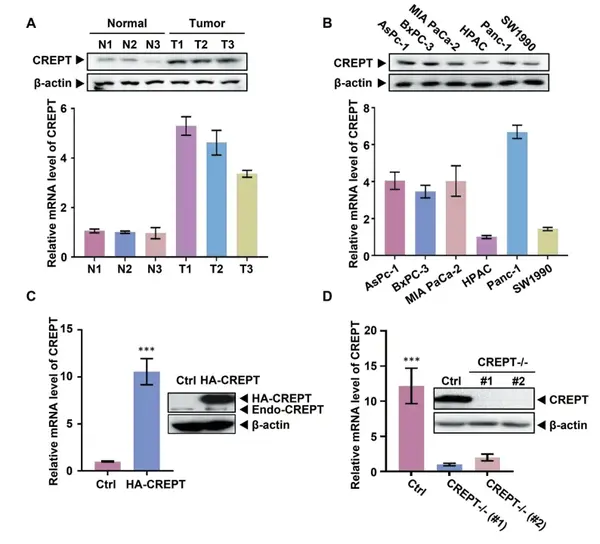 一种针对癌蛋白CREPT的基于细胞可渗透肽的PROTAC可有效抑制胰腺癌 - 知乎