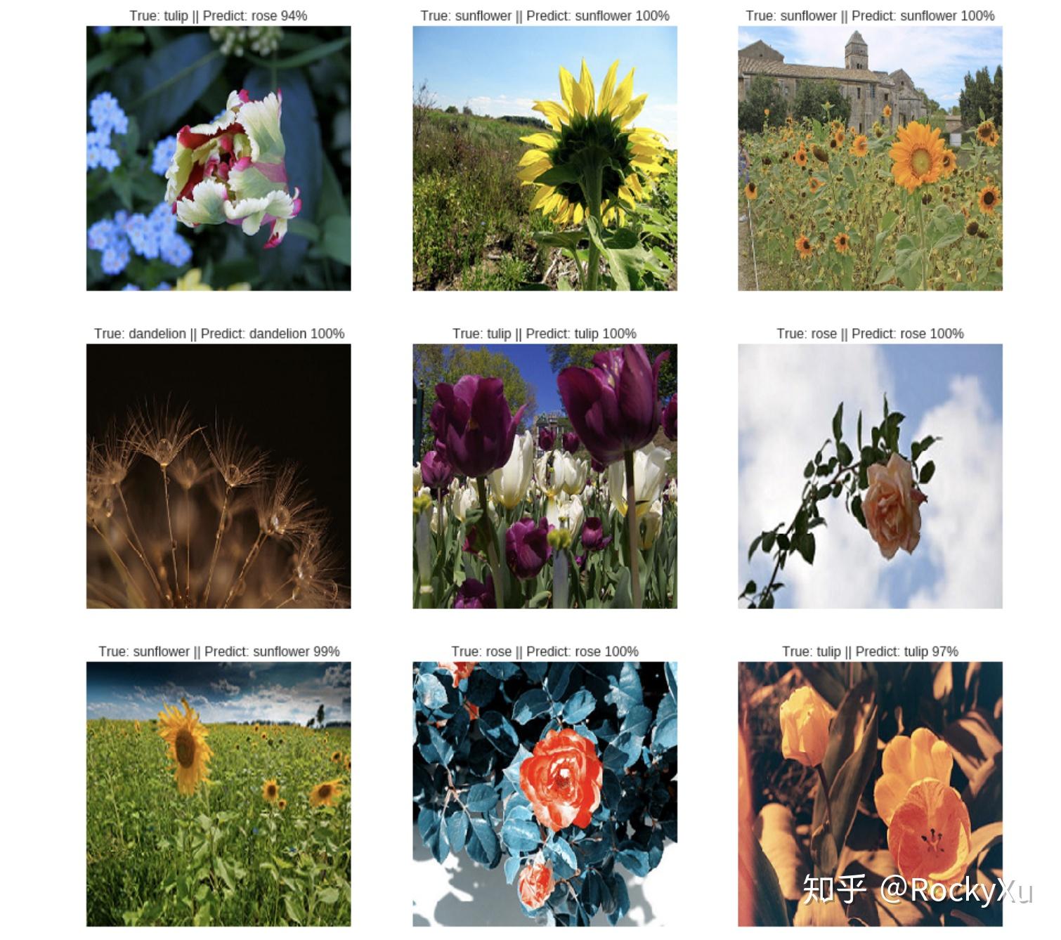 用三个模型对Kaggle的花卉数据集进行分类 - 知乎