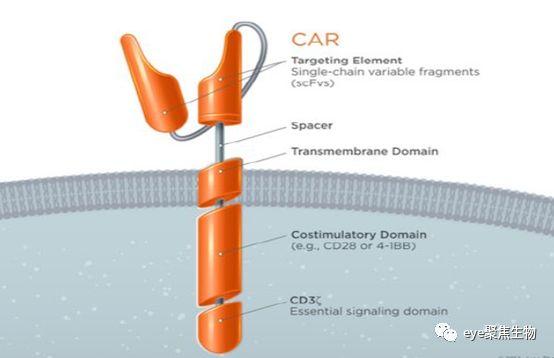 CAR-T和PD1/PDL1免疫疗法介绍，纯干货知识 - 知乎