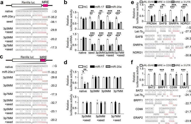 miRNA靶点位于mRNA CDS区的研究 - 知乎
