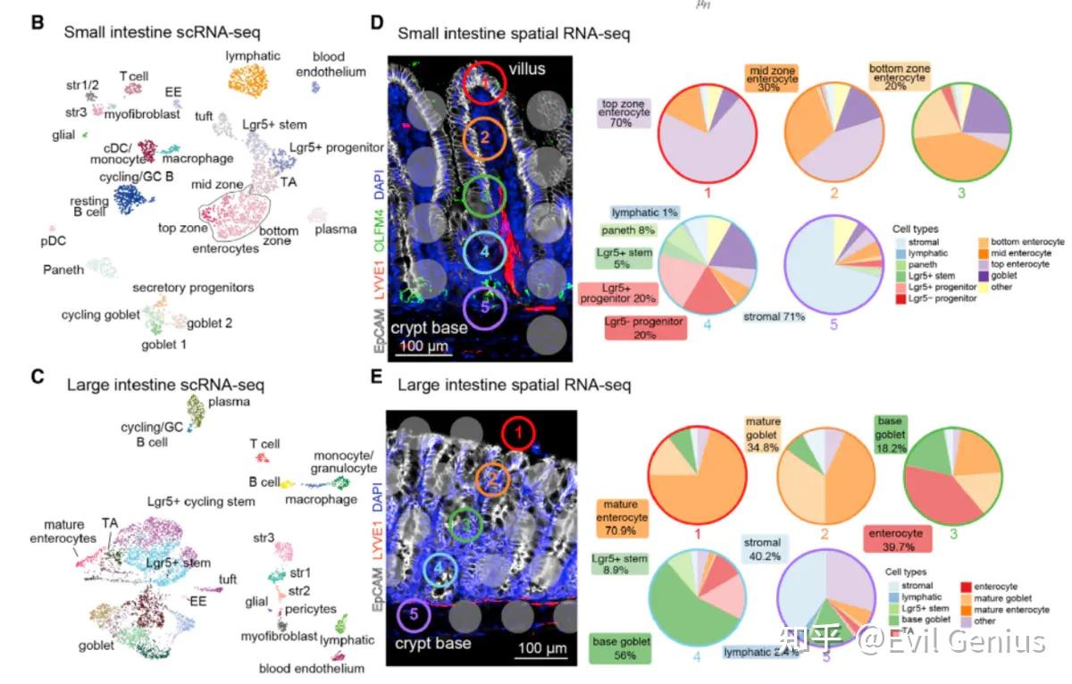 关于10X空间转录组质控分析的讨论 - 知乎