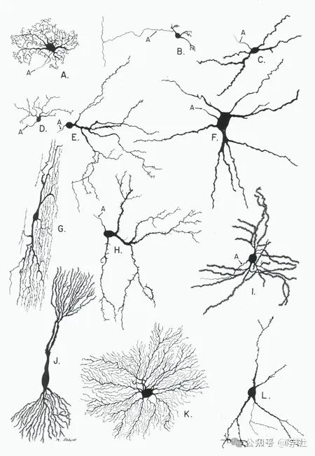 来，带你逛逛“离子通道博物馆” | 《神经科学原理》第十章：动作电位 - 知乎