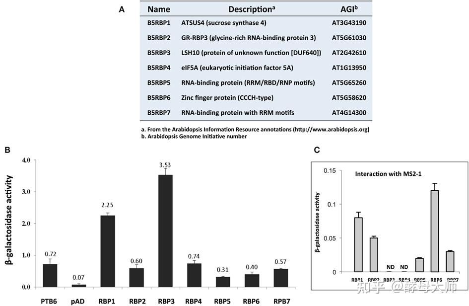 使用酵母三杂交系统识别与韧皮部移动 mRNA 相互作用的蛋白质 - 知乎