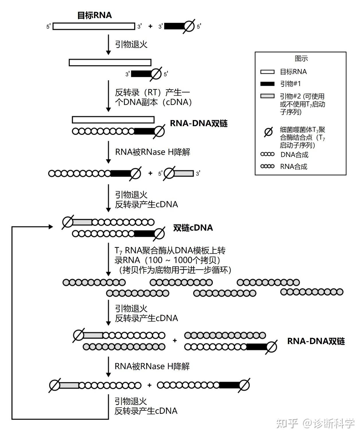 刘博谈 | 核酸扩增方法盘点 - 知乎