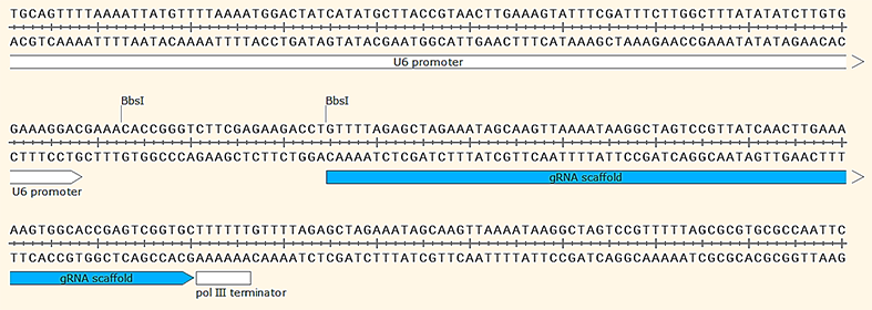 CRISPR系统应用中存在的巨大隐患:“内源性gRNA” - 知乎