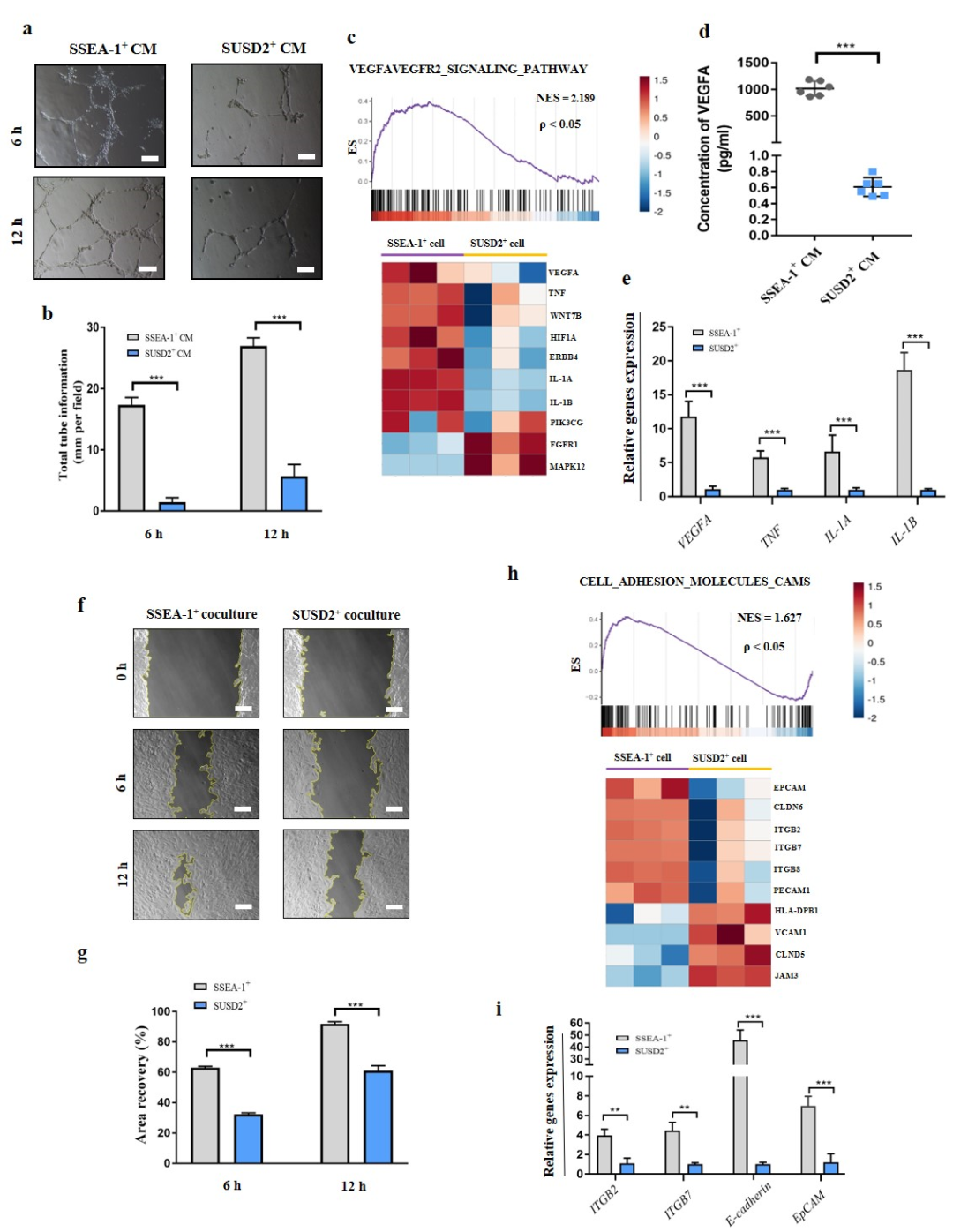 Cell Biosci︱孙晓溪团队/赛立维生物合作建立人子宫内膜上皮干细胞体外培养系统及探索其对IUA的治疗潜能 - 知乎