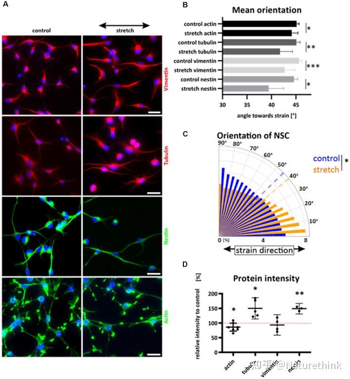 应变下的NSCs —— 揭示分化星形胶质细胞在与分化神经元在循环应变共培养中的机械保护作用 - 知乎