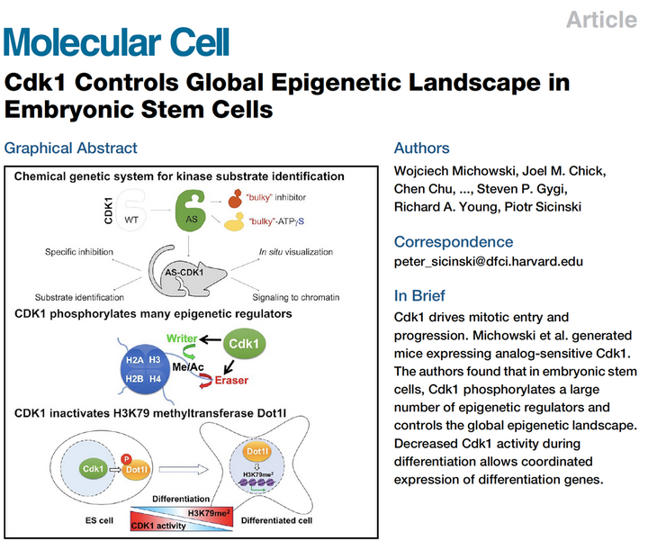 Molecular Cell | Cdk1可以调控mESC全基因组水平表观遗传景观 - 知乎
