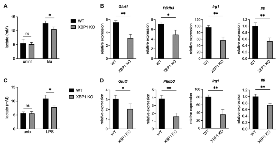 美国微生物协会mBio丨IRE1α-XBP1 信号轴促进糖酵解重编程以响应炎症刺激 - 知乎