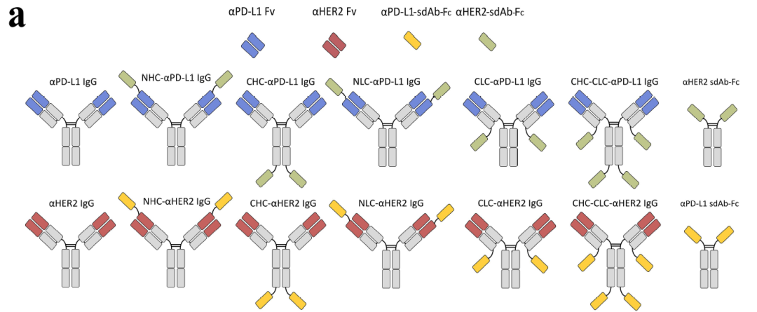 史上最简单的双抗Format：IgG-VHH - 知乎
