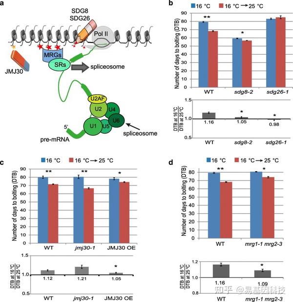 易基因｜植物育种：ChIP-seq(组蛋白)揭示H3K36me修饰影响温度诱导的植物可变剪接和开花 - 知乎
