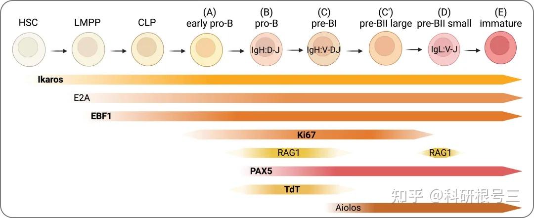 B细胞知识点全面详解：发育、标志物、激活、类型、表型分析、应用 - 知乎