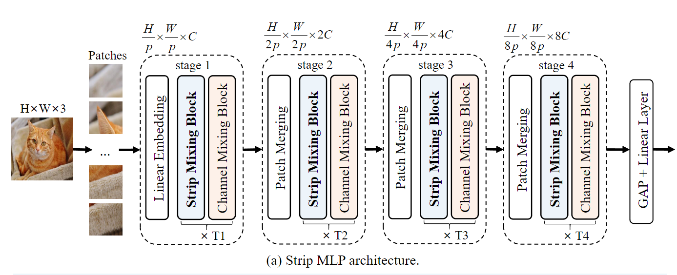 Strip-MLP: Efficient Token Interaction for Vision MLP - 知乎
