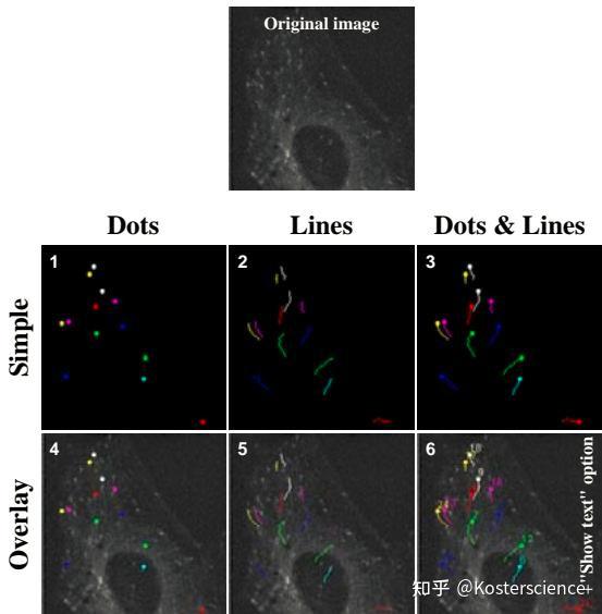 Imagej Manual Tracking（手动追踪）插件玩转指南 - 知乎