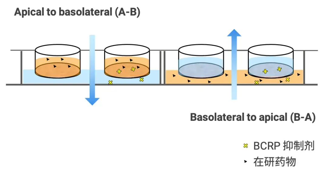 BCRP底物评估：基于Caco-2细胞模型的新方法 - 知乎