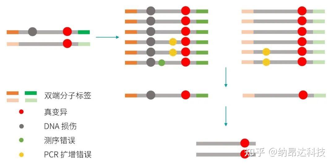 接头那些事|一文搞清 NGS 测序 Adapter - 知乎