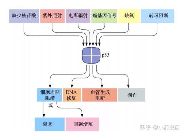 肿瘤生物学：（8）p53与凋亡：守护神兼刽子手 - 知乎
