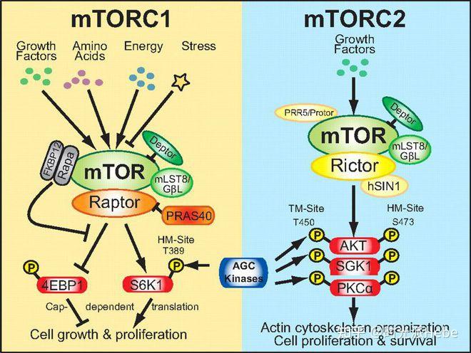 雷帕霉素这样吃，副作用更少？马普所Linda团队：但收益可能也更低！ - 知乎