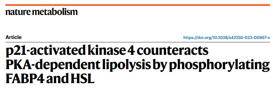 Nat Metab | PAK4介导的蛋白磷酸化调控脂肪分解新机制 - 知乎