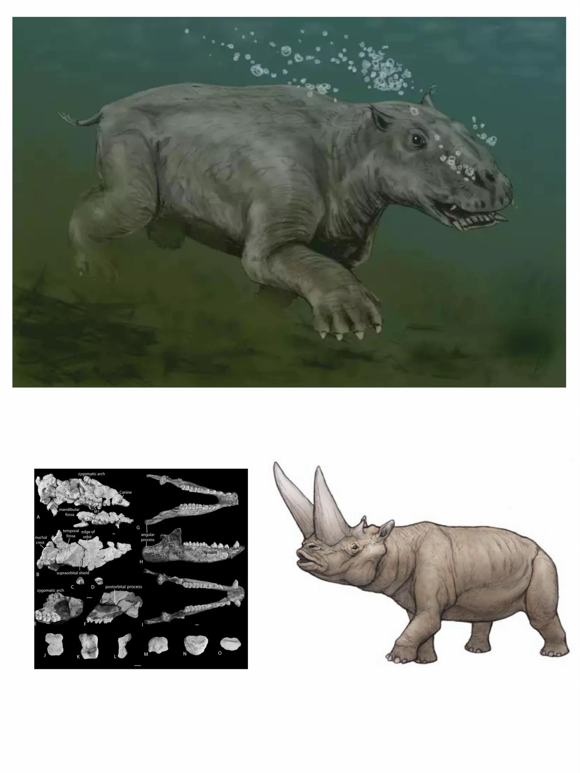 真兽类已灭绝的目分别属于真兽亚纲的哪个总目？ - 知乎