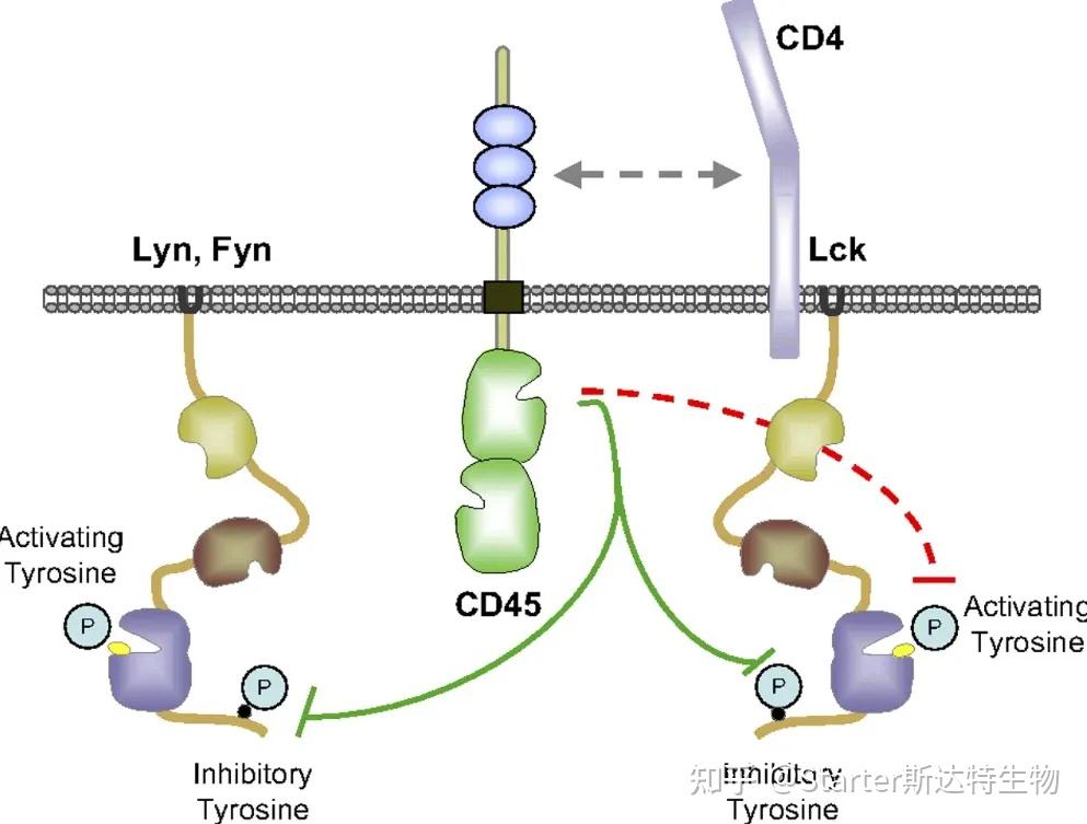 探索CD45在免疫治疗中的潜力 - 知乎