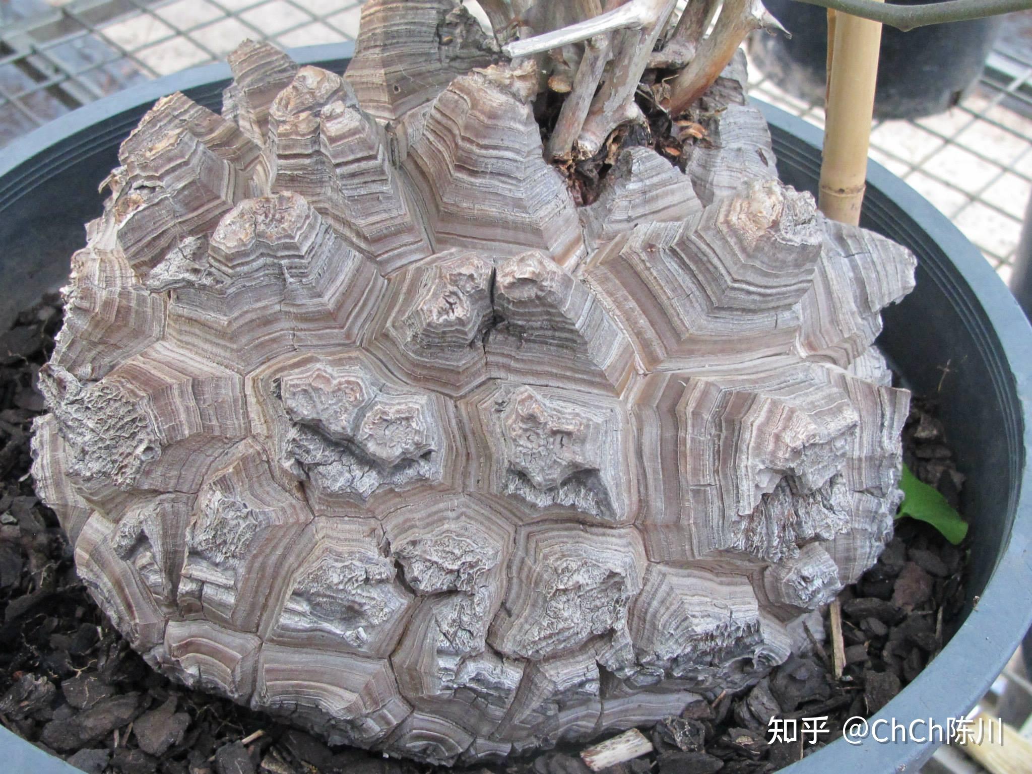 多肉植物全图鉴11：薯蓣科（Dioscoreaceae），薯蓣属（Dioscorea） - 知乎