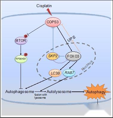 Autophagy︱燕太强团队揭示骨肉瘤化疗耐药新机制 - 知乎