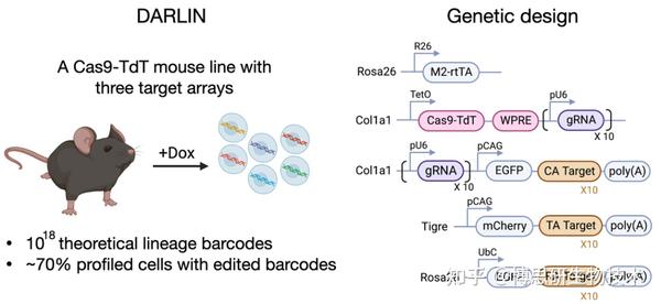 专家点评Cell | 李莉/王寿文等开发新一代谱系追踪小鼠和多组学谱系追踪技术 - 知乎