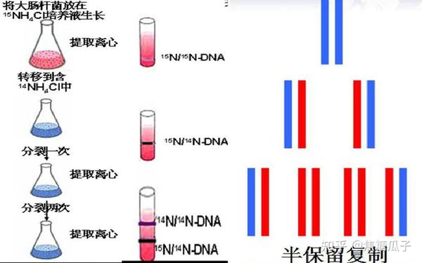分子生物学 第四章 DNA的生物合成 - 知乎